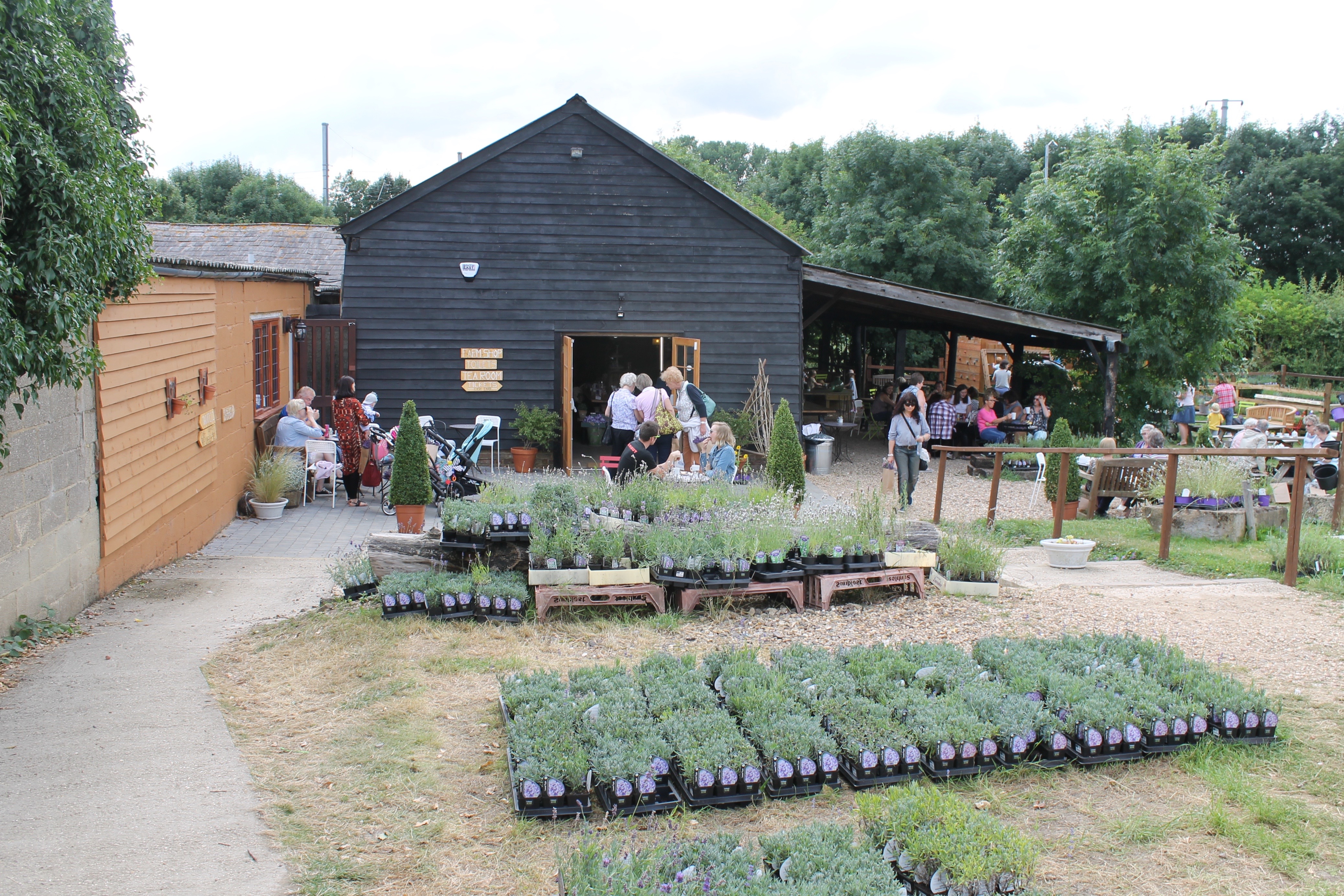 Hitchin Lavender // High Living Barnet Hitchin Lavender // High Living Barnet