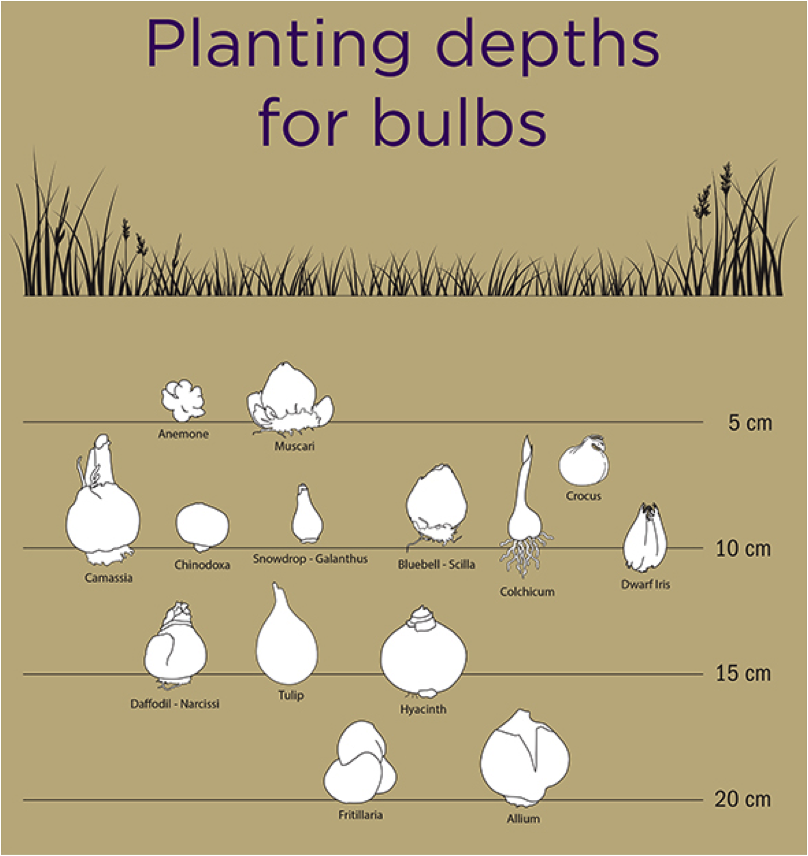 Bulb Depth Chart | Portal.posgradount.edu.pe Bulb Depth Chart | Portal.posgradount.edu.pe